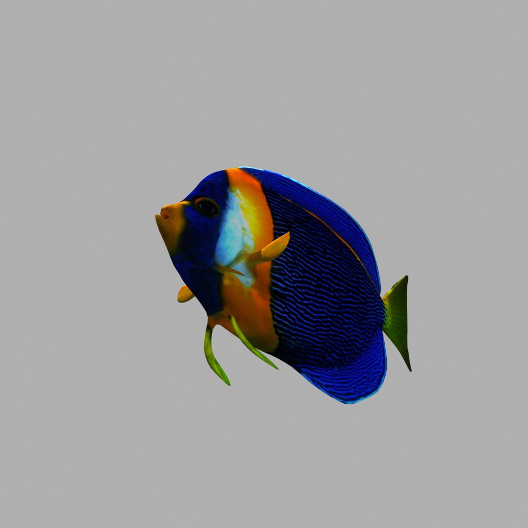 3d Model Scribbled Angelfish Realistic Animation