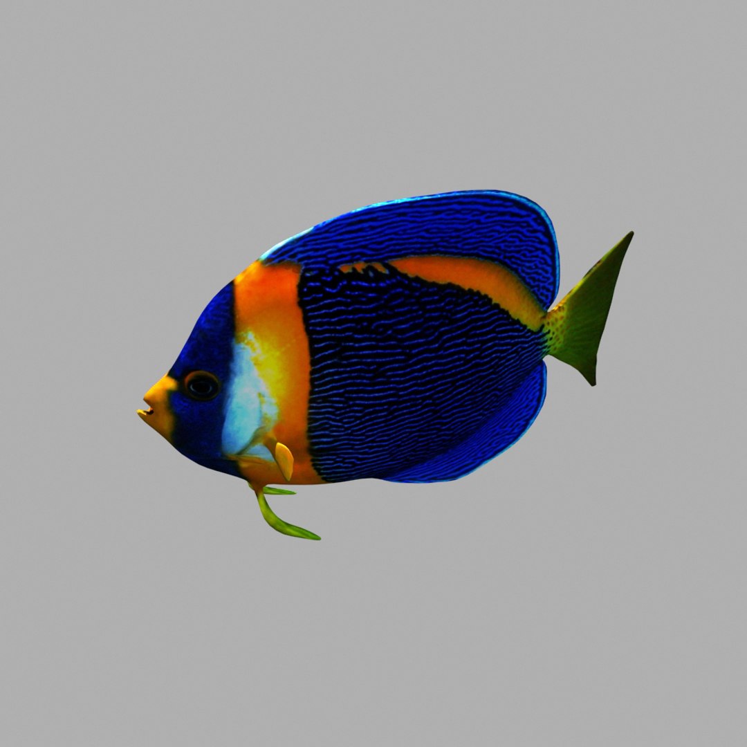 3d Model Scribbled Angelfish Realistic Animation