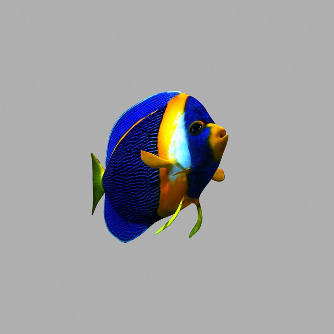 3d Model Scribbled Angelfish Realistic Animation