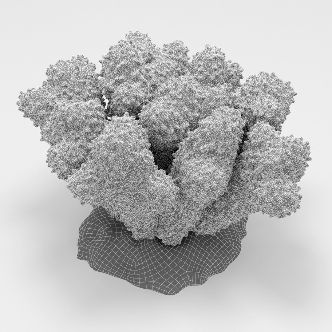 3d Coral