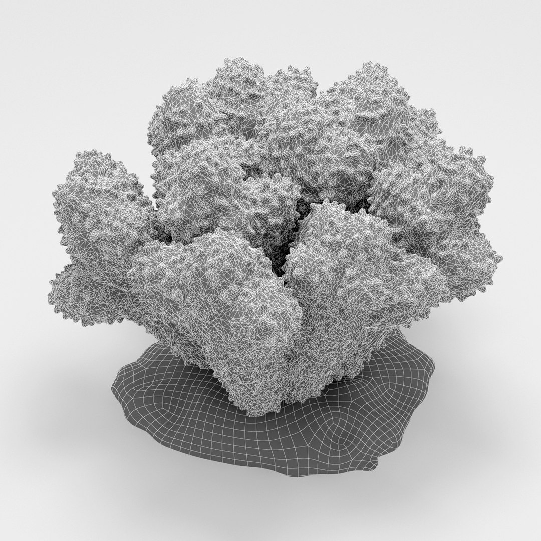 3d Coral