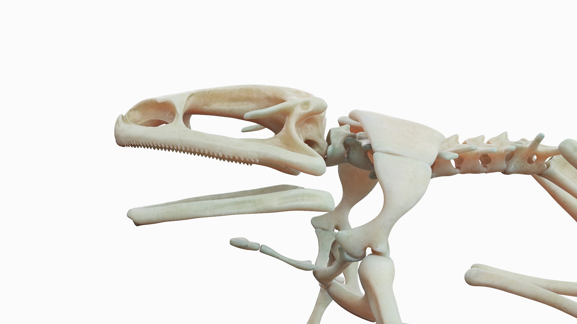 Frog Body Skeleton And Vascular System Static 3D Model - TurboSquid 1907360