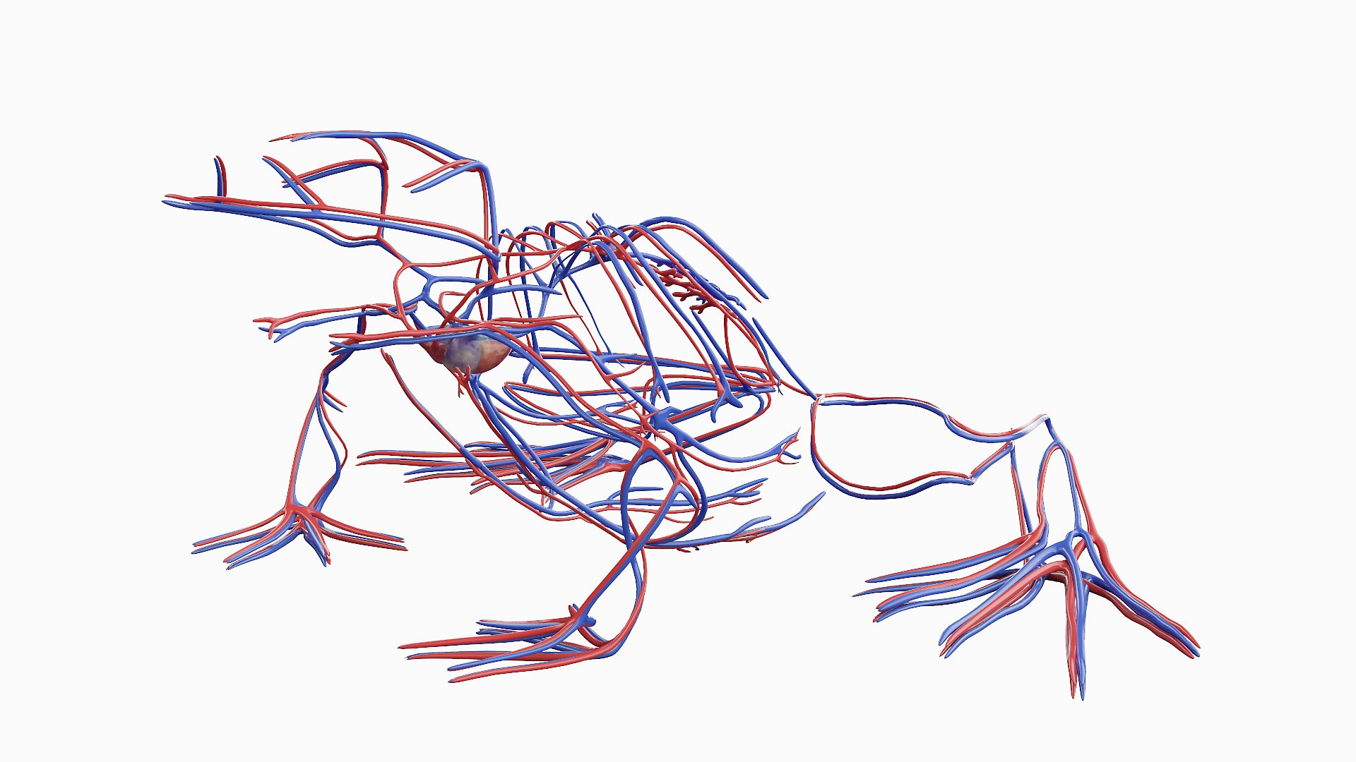 Frog Body Skeleton and Vascular System Static 3D model - TurboSquid 1907360