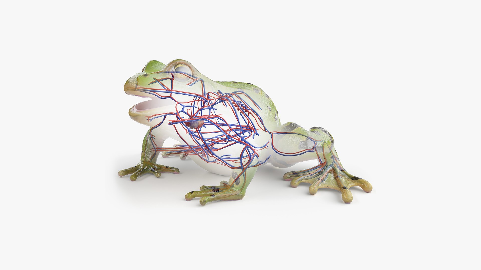 Frog Body Skeleton and Vascular System Static 3D model - TurboSquid 1907360