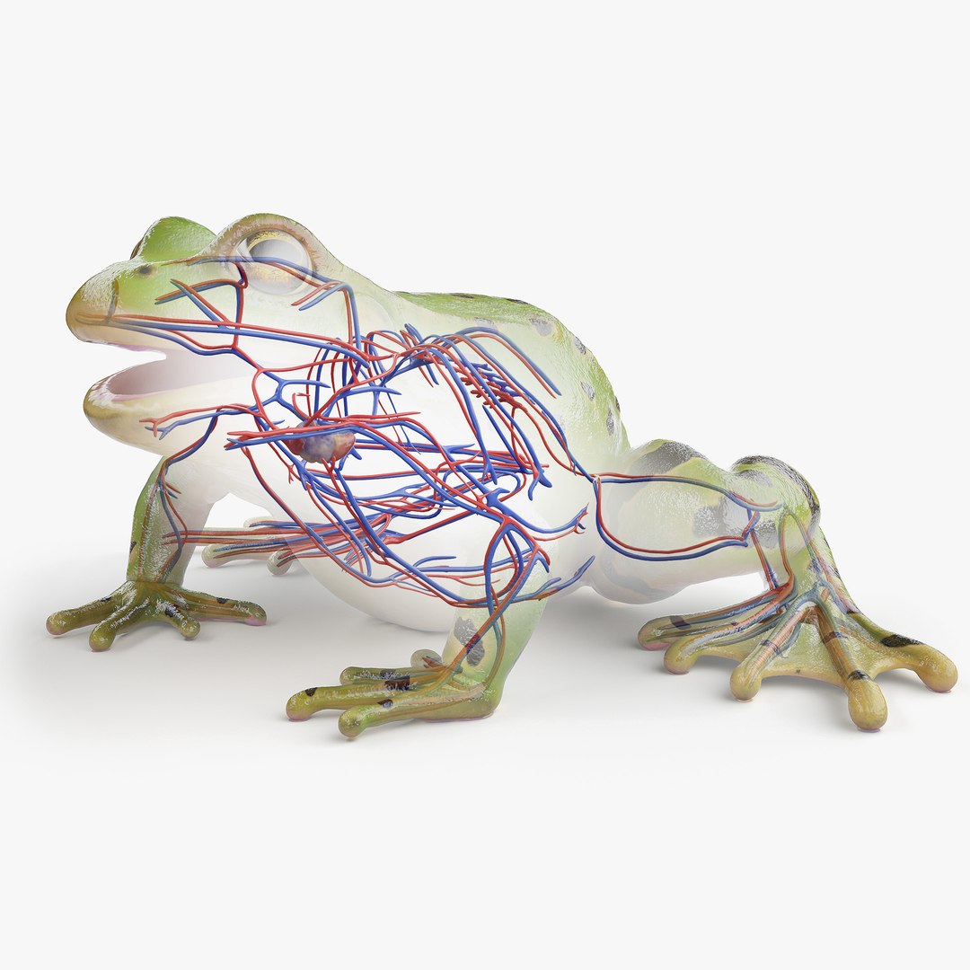 frog skeletal system 3d