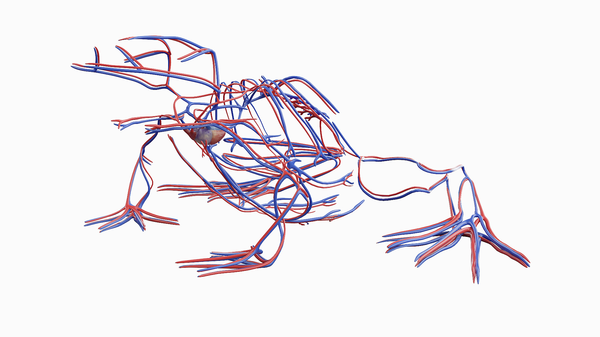 Frog Body Skeleton And Vascular System Static 3D Model - TurboSquid 1907360