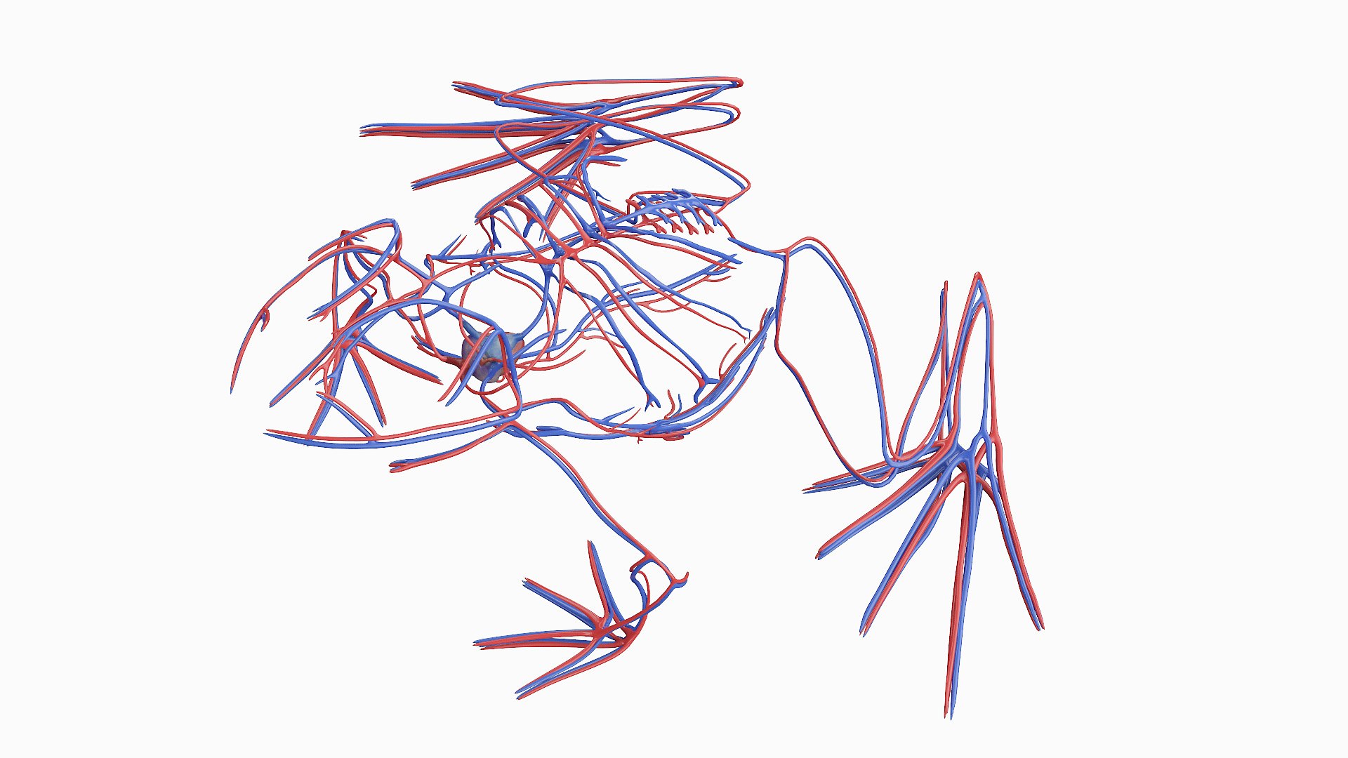 Frog Body Skeleton and Vascular System Static 3D model - TurboSquid 1907360