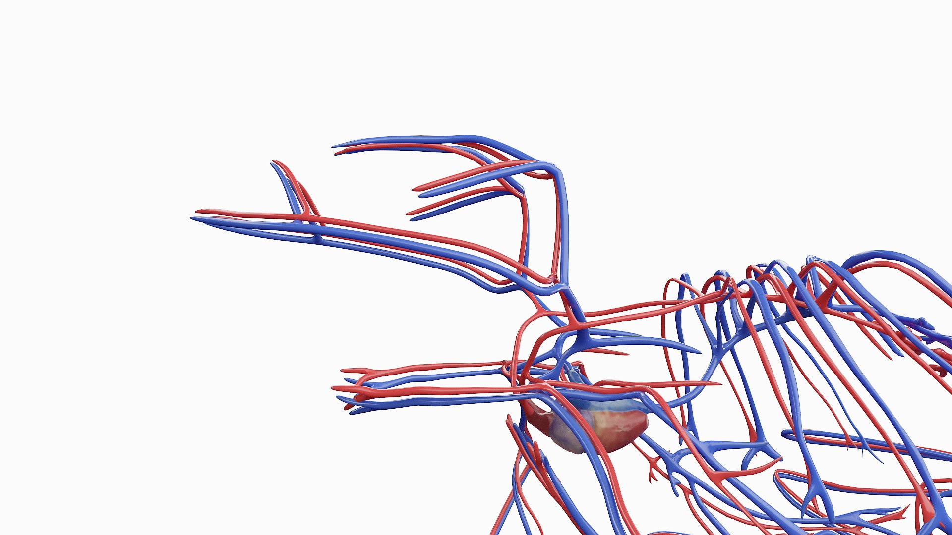 Frog Body Skeleton and Vascular System Static 3D model - TurboSquid 1907360