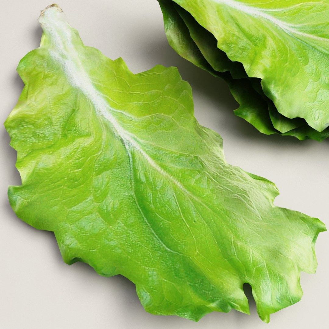 3d Model Lettuce Modelled