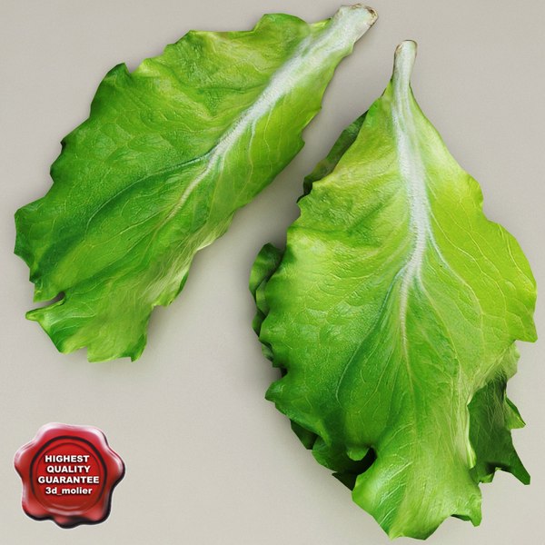3d model lettuce modelled