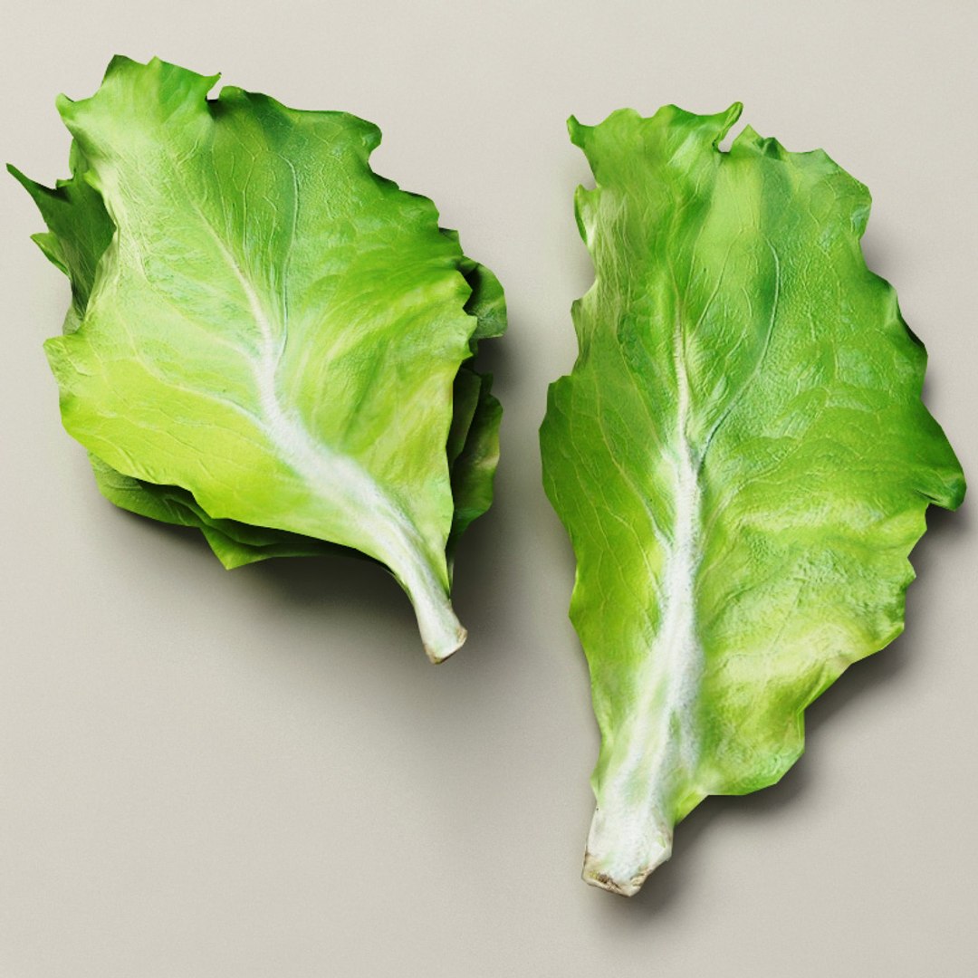 3d Model Lettuce Modelled