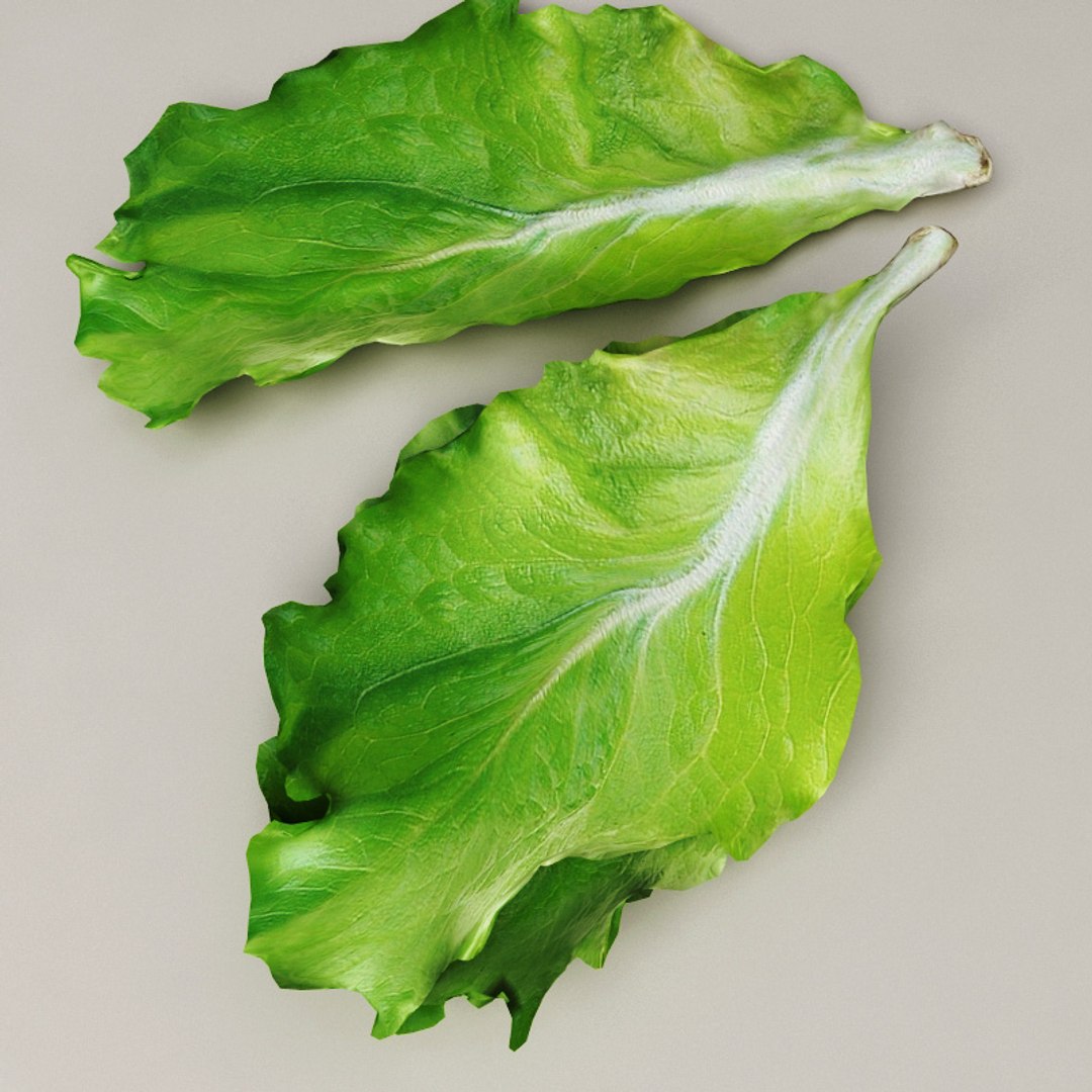 3d Model Lettuce Modelled