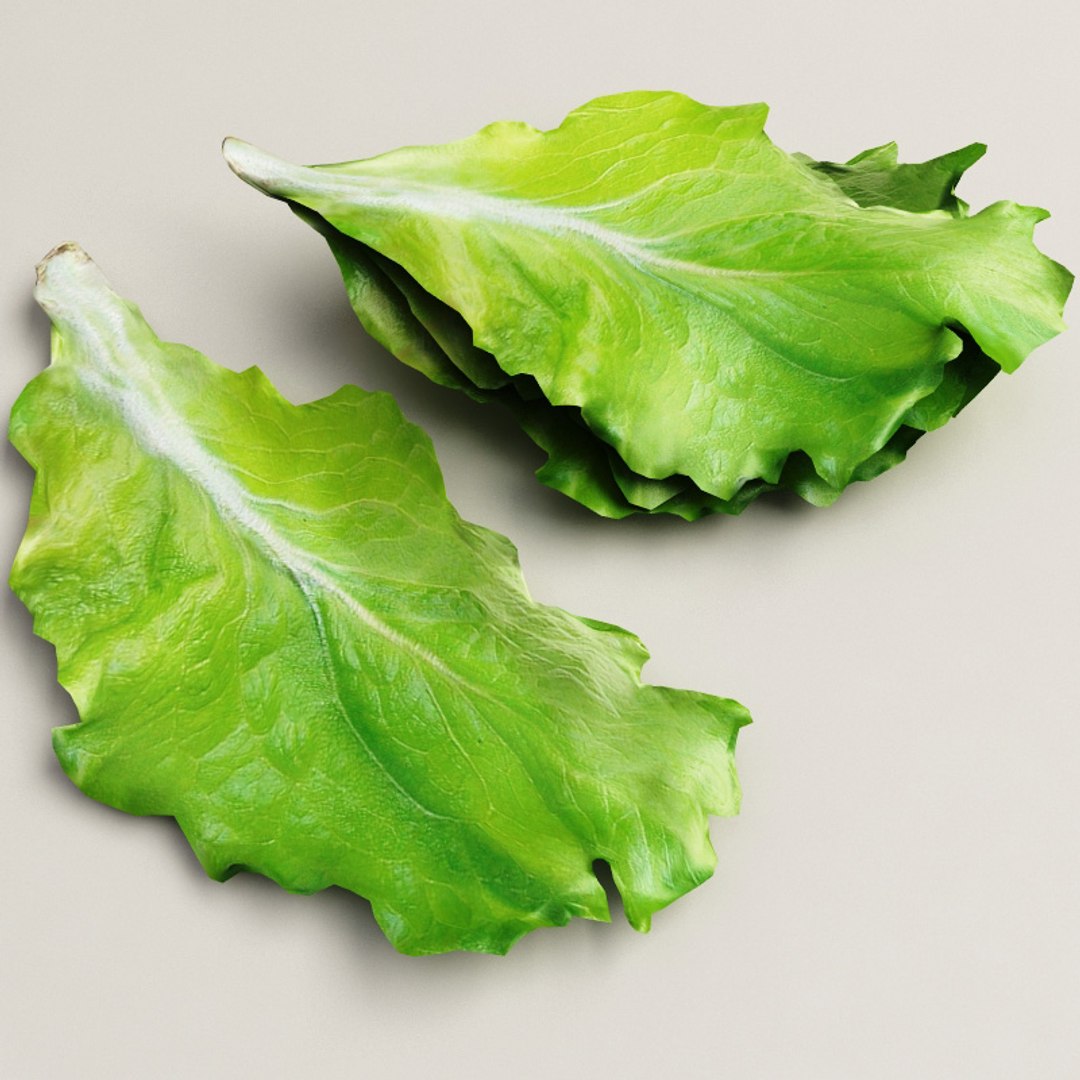 3d Model Lettuce Modelled