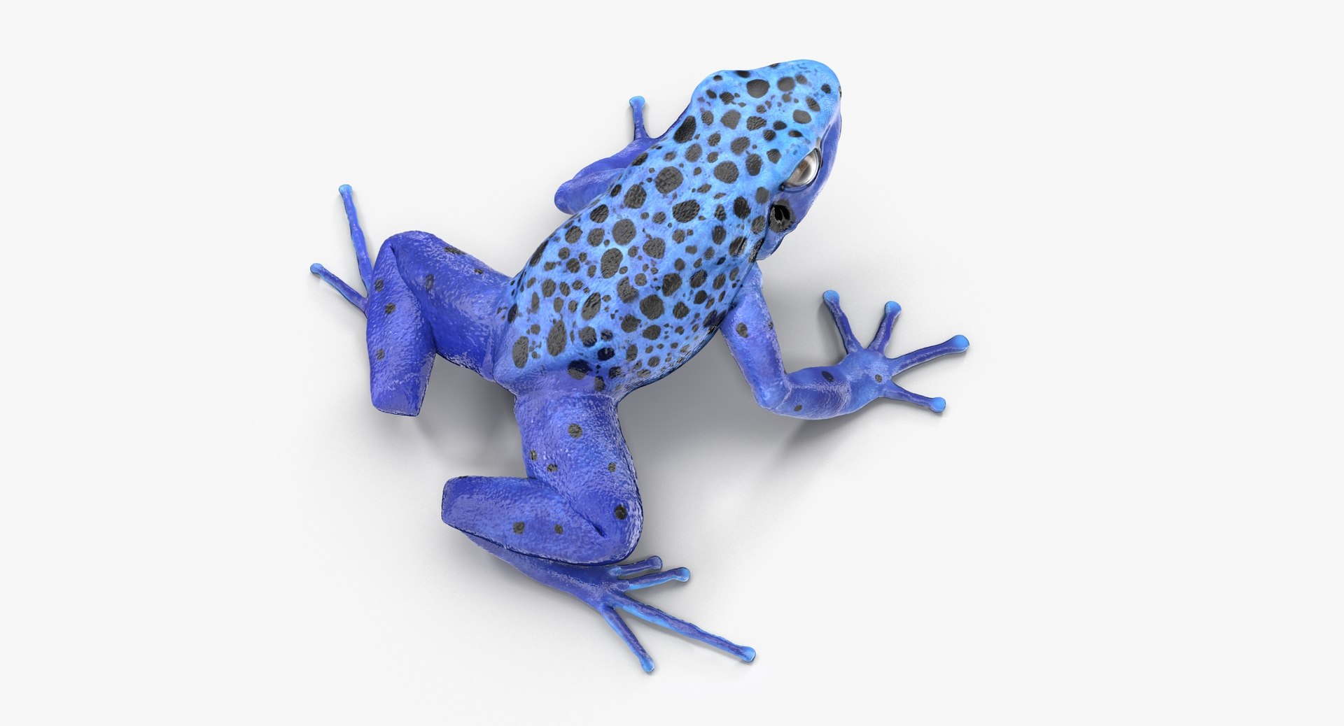 max poison dart frog