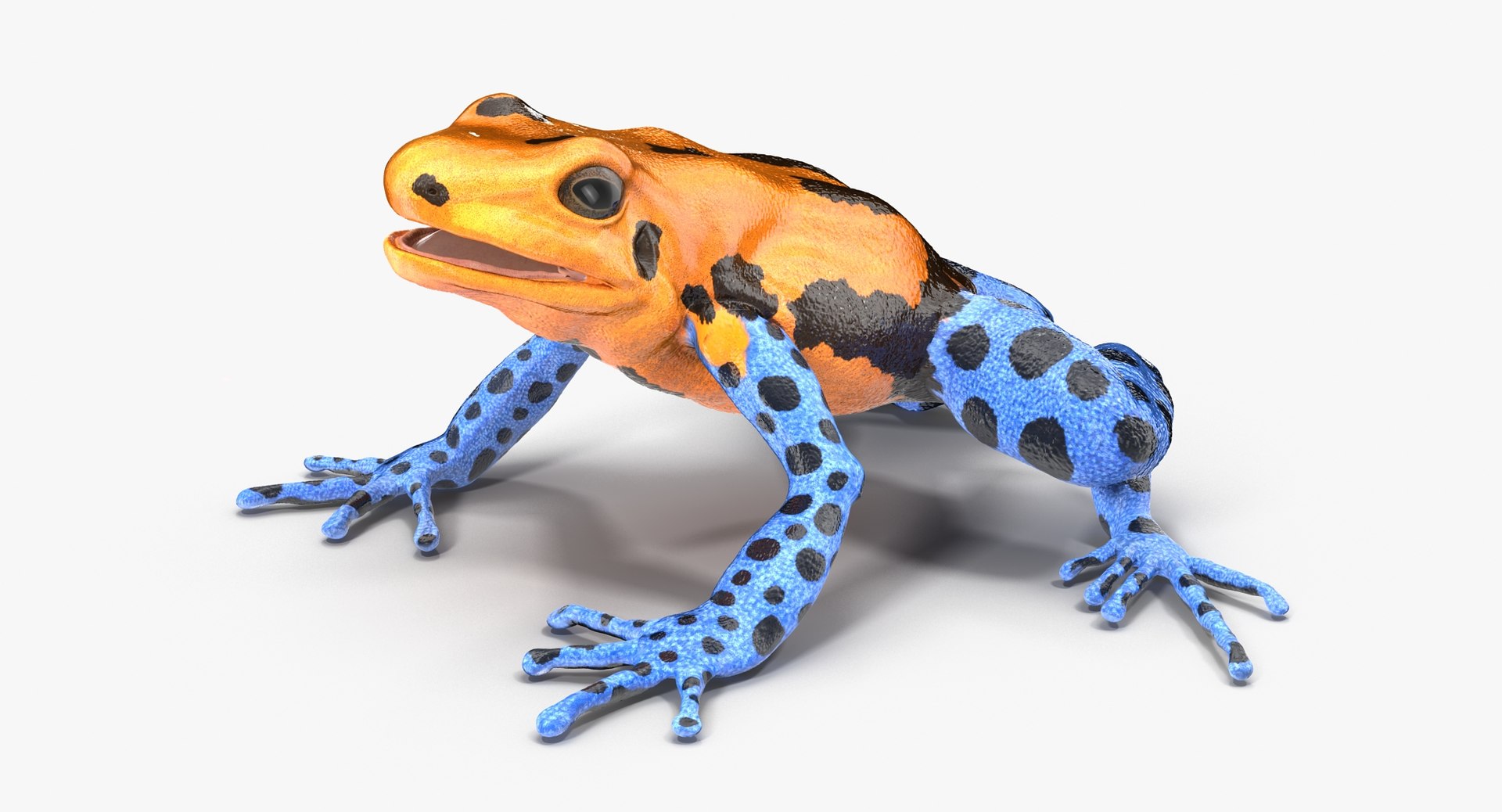 max poison dart frog