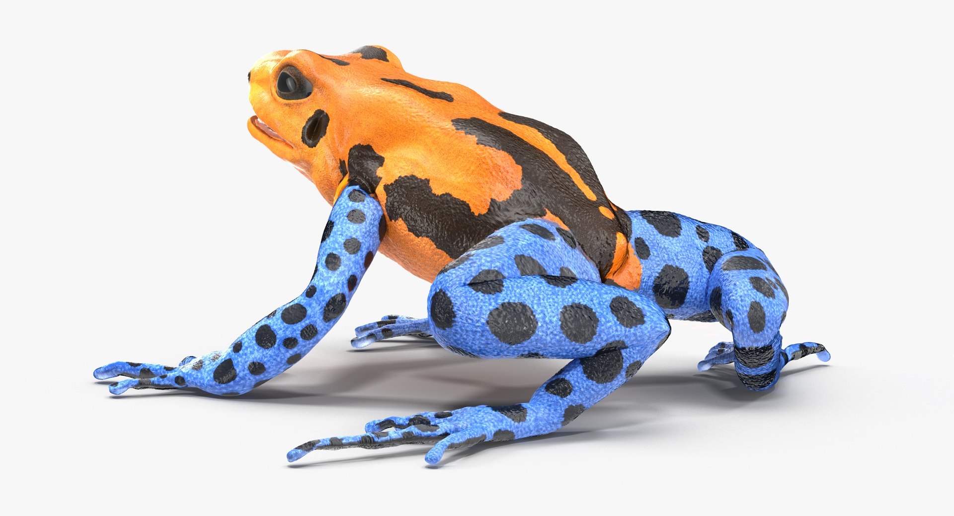 max poison dart frog