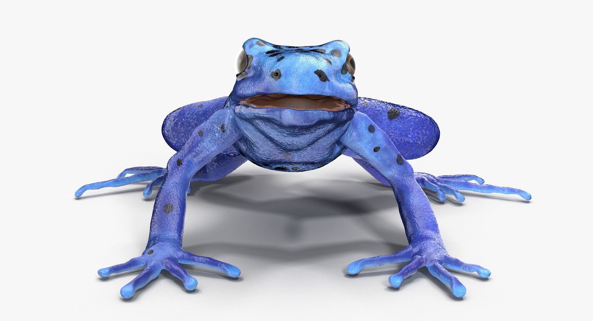 max poison dart frog