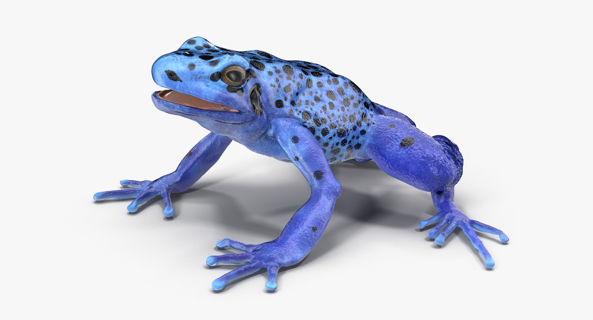 max poison dart frog