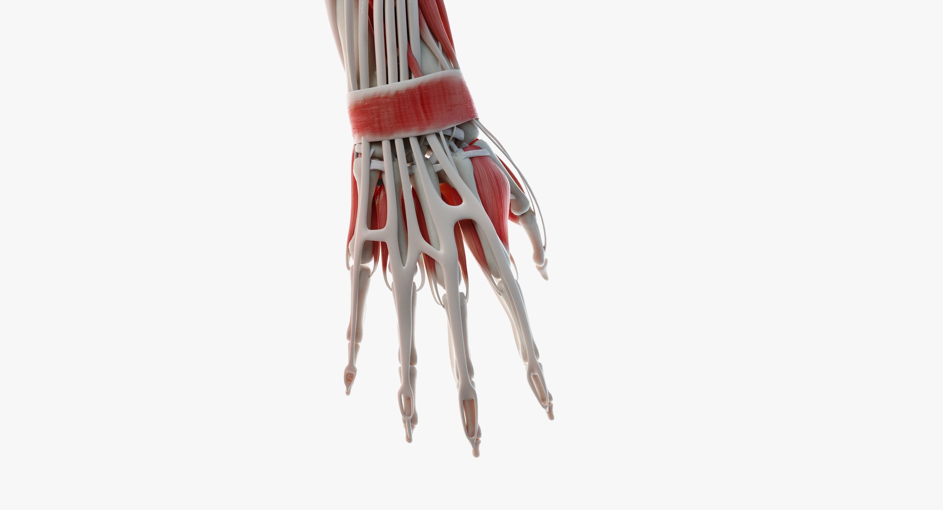 3D Model Male Skin Skeleton Ligaments - TurboSquid 1374000
