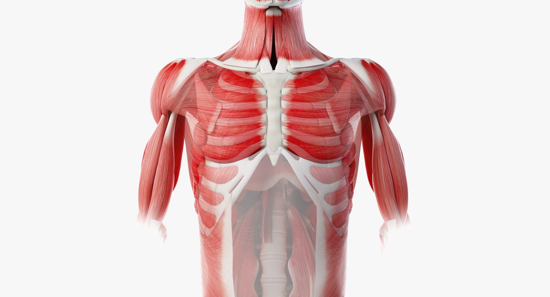 3D Model Male Skin Skeleton Ligaments - TurboSquid 1374000