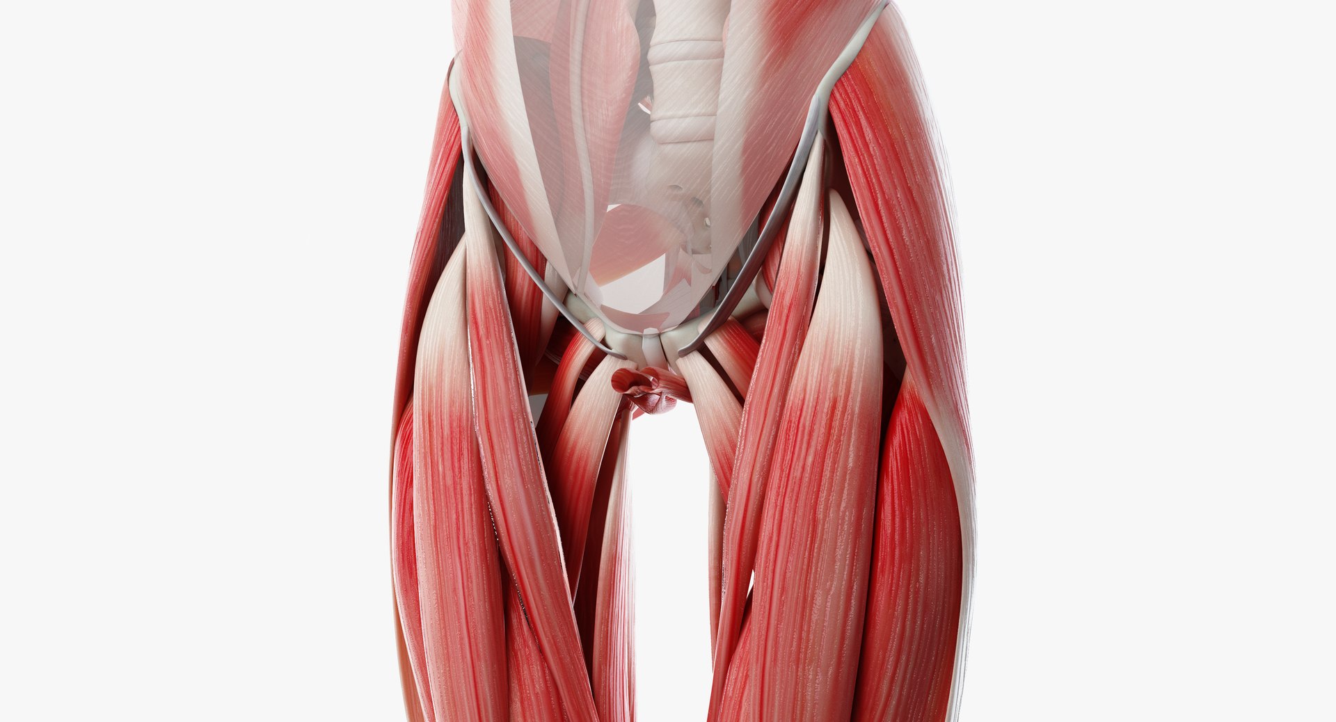 3D Model Male Skin Skeleton Ligaments - TurboSquid 1374000