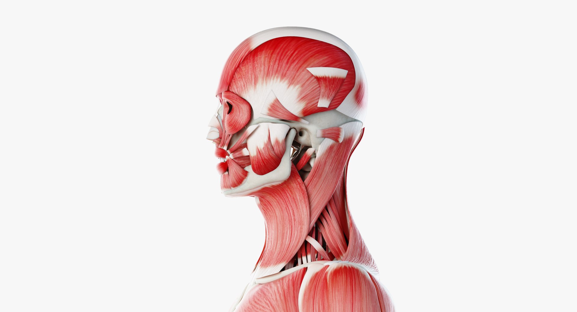 3D Model Male Skin Skeleton Ligaments - TurboSquid 1374000