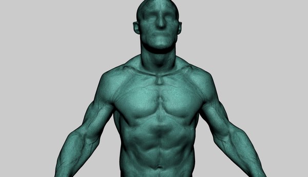 Base anatomy male 3D - TurboSquid 1550507