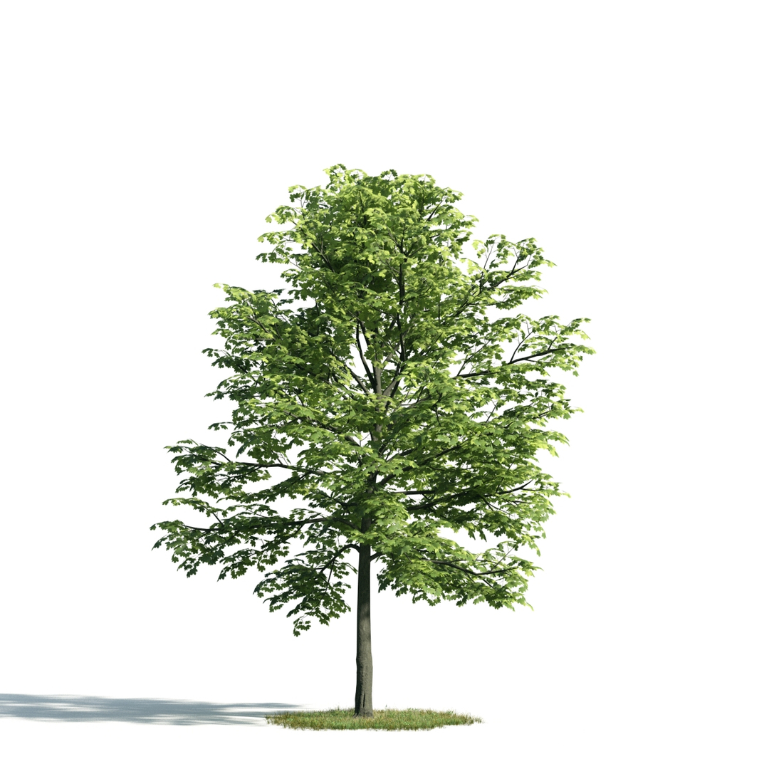 3d archmodels vol 171 trees