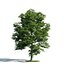3d Archmodels Vol 171 Trees