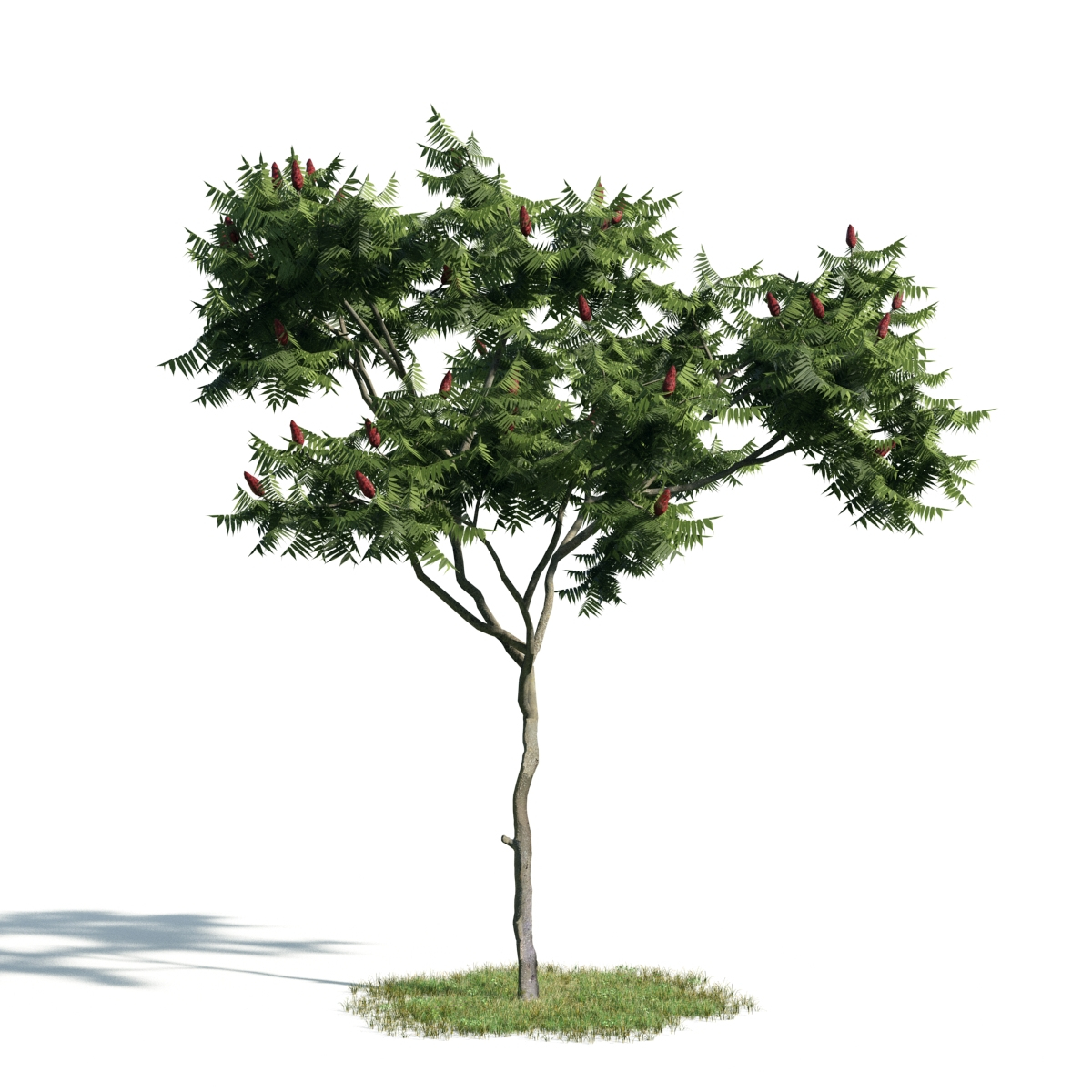 3d archmodels vol 171 trees