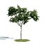 3d Archmodels Vol 171 Trees
