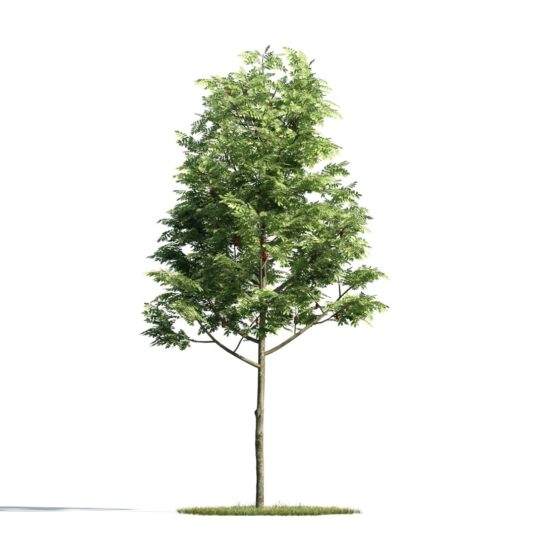 3d archmodels vol 171 trees
