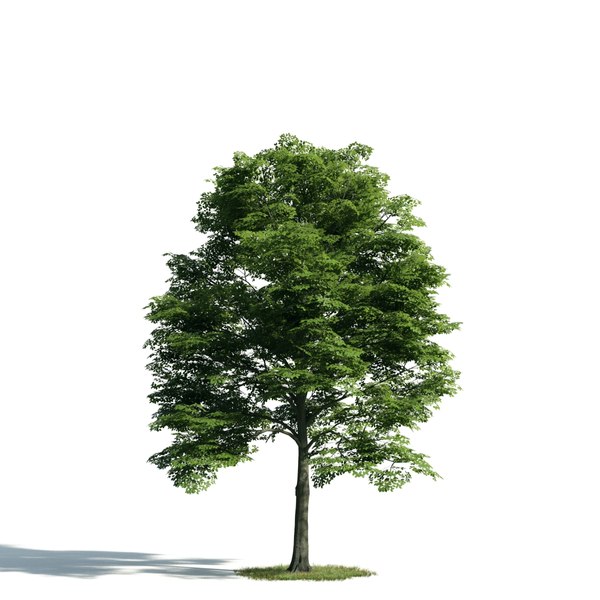 3d archmodels vol 171 trees