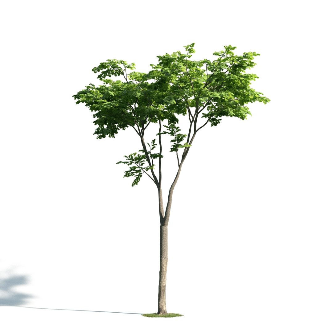 3d archmodels vol 171 trees