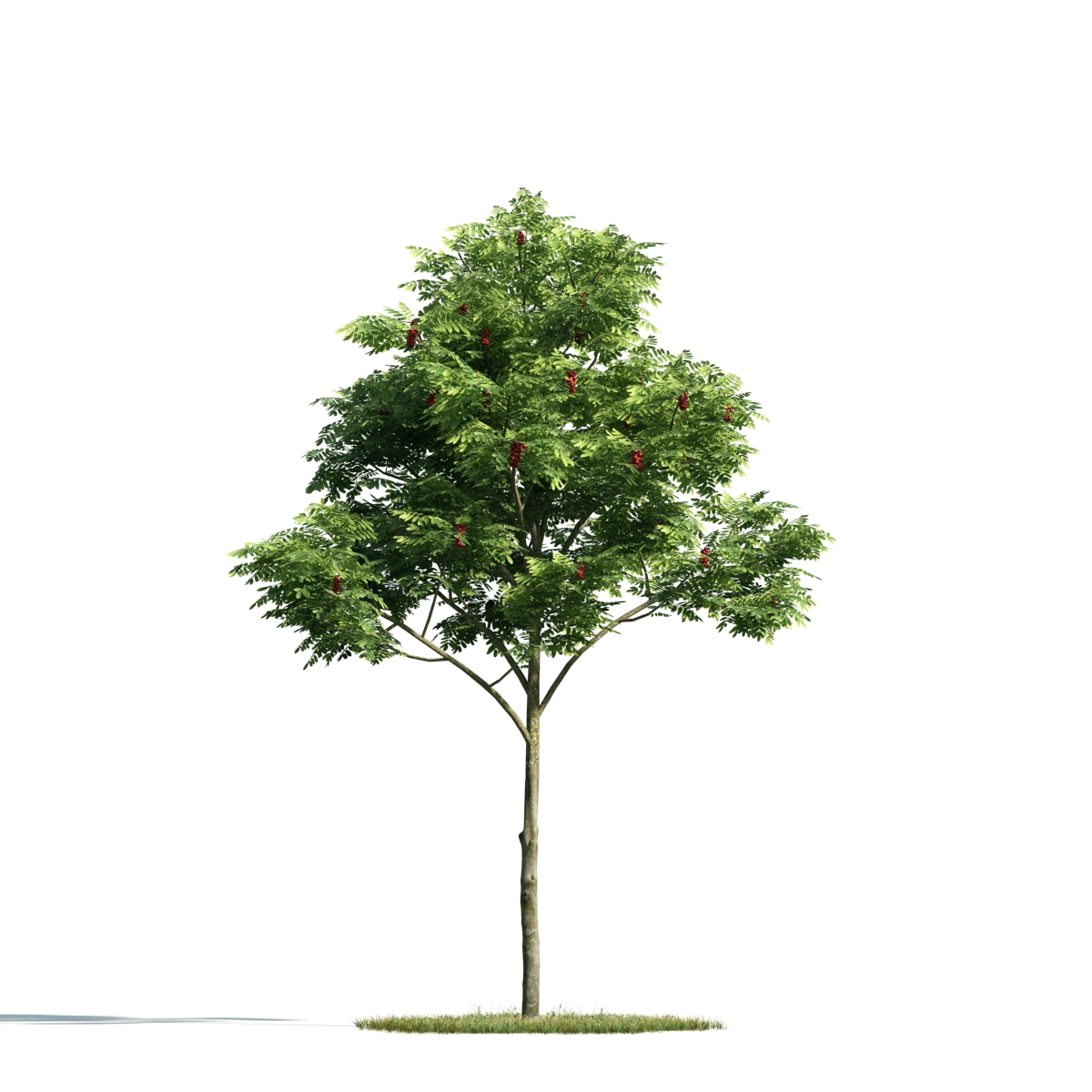 3d archmodels vol 171 trees
