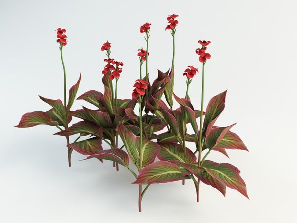 3dsmax canna flower
