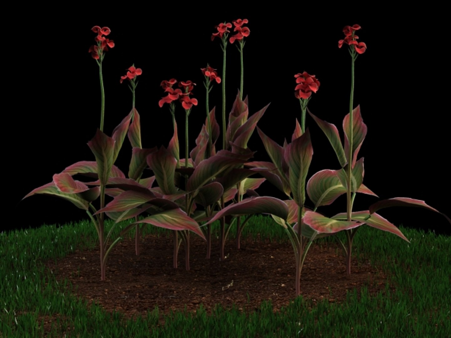 3dsmax canna flower