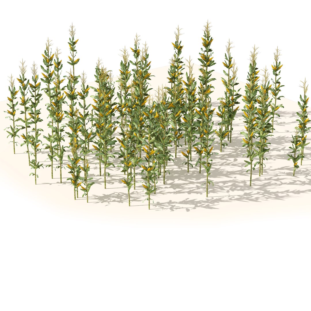3D Model Corn Field Cluster - TurboSquid 1977248