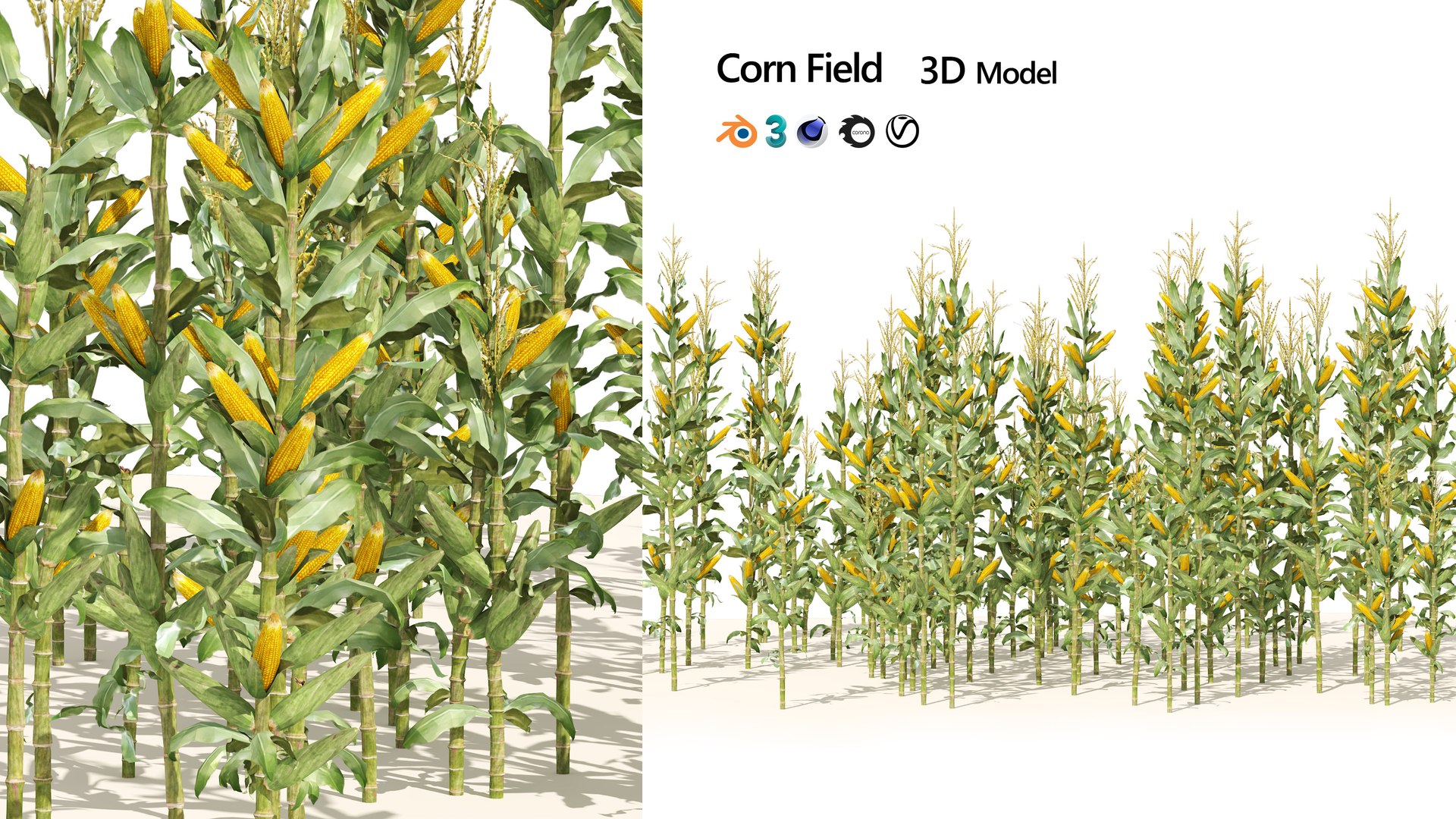 3D Model Corn Field Cluster - TurboSquid 1977248