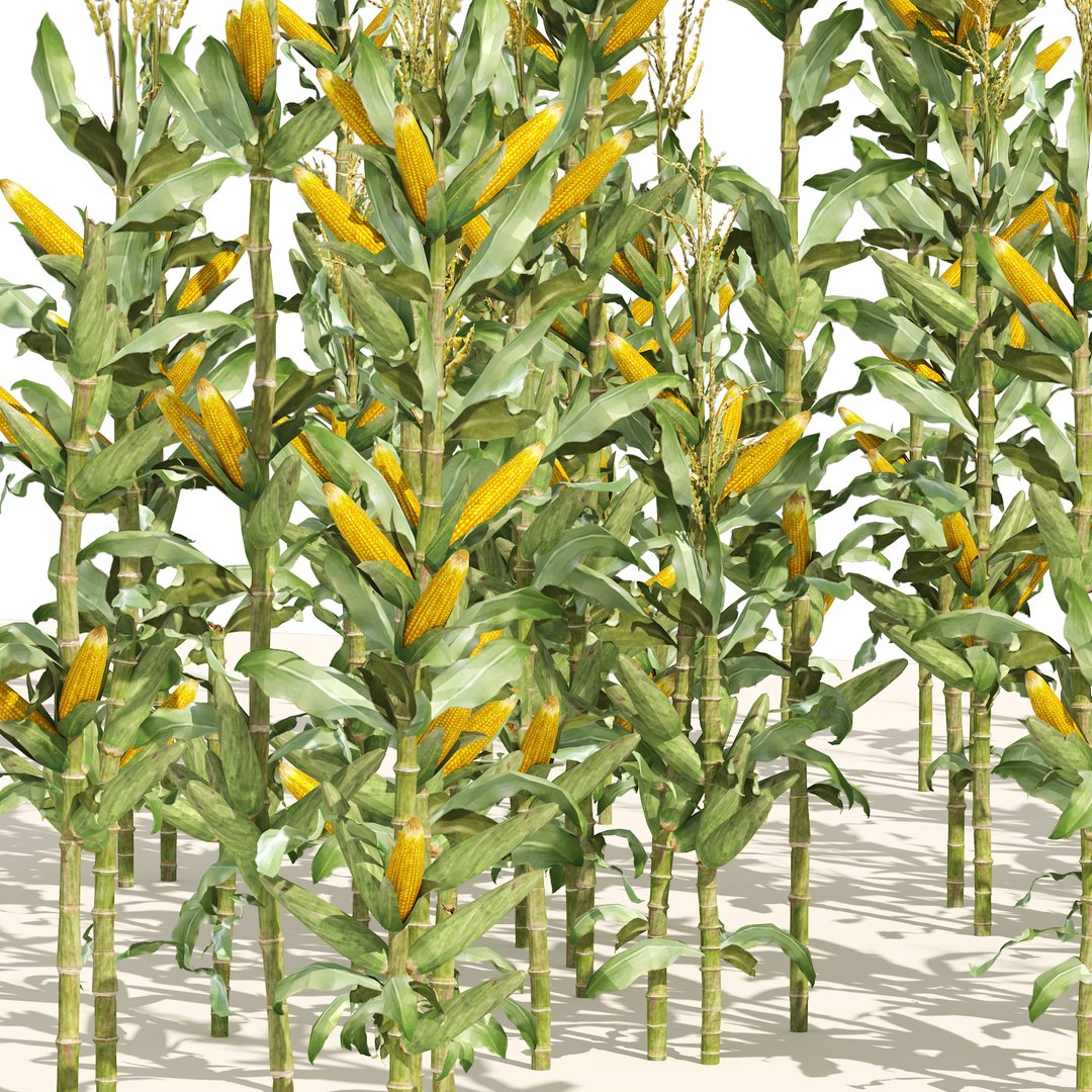3D Model Corn Field Cluster - TurboSquid 1977248