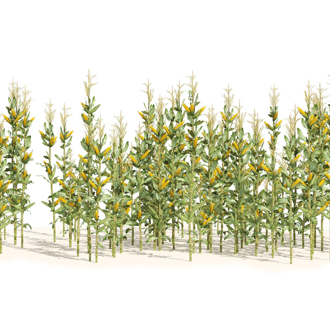 3D Model Corn Field Cluster - TurboSquid 1977248