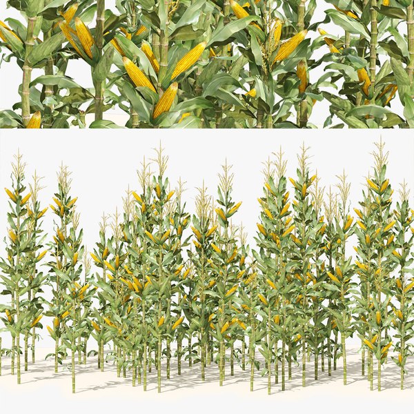 modelo 3d Corn field cluster - TurboSquid 1977248