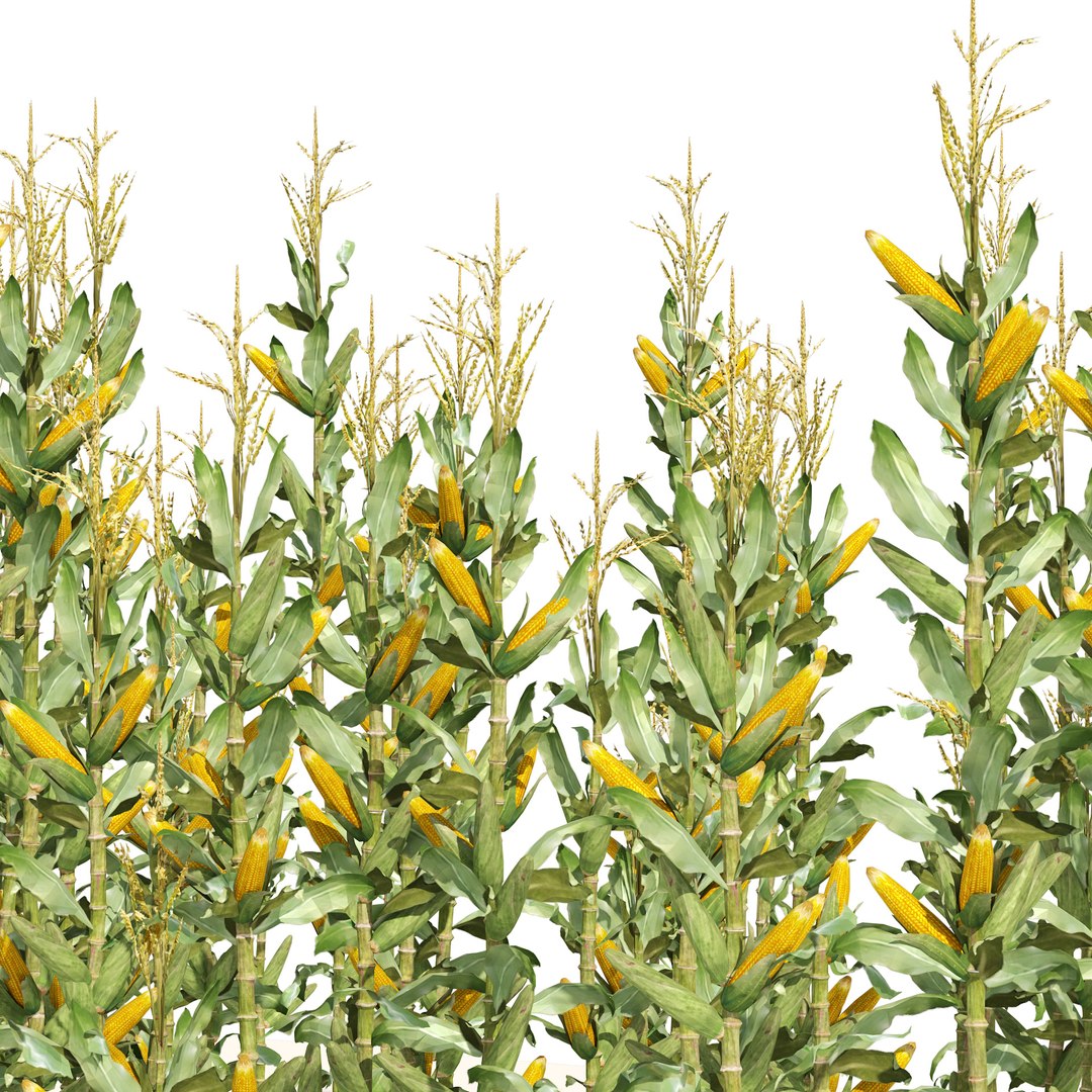 3D Model Corn Field Cluster - TurboSquid 1977248