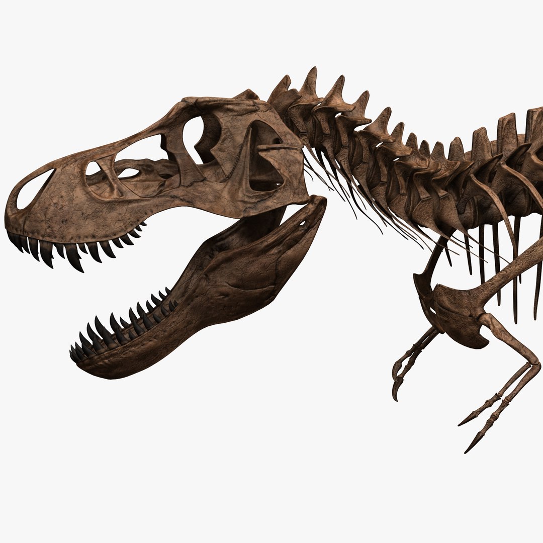 3d Tyrannosaurus Rex Skeleton T-rex Model