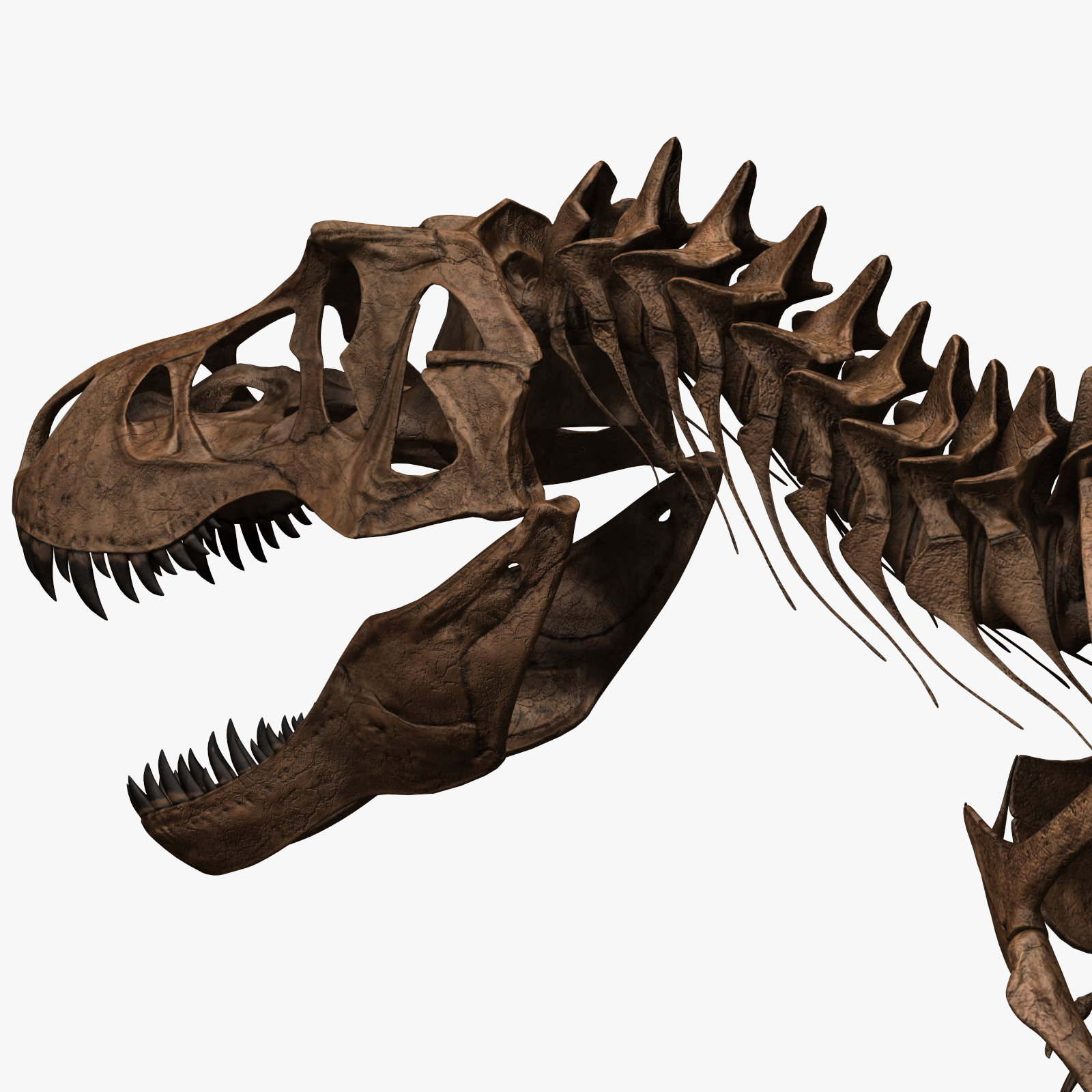 3d tyrannosaurus rex skeleton t-rex model