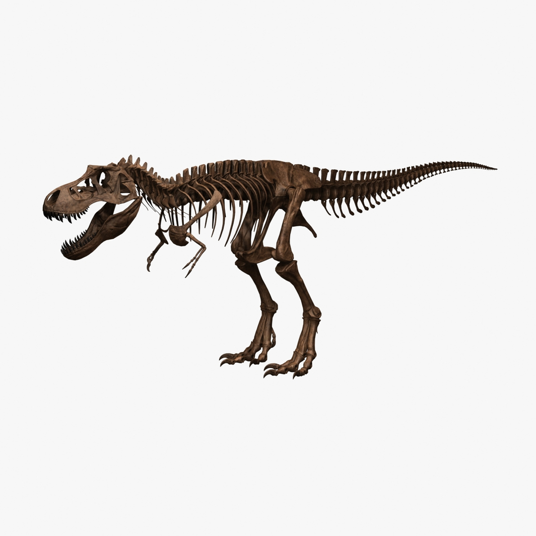 3d Tyrannosaurus Rex Skeleton T-rex Model