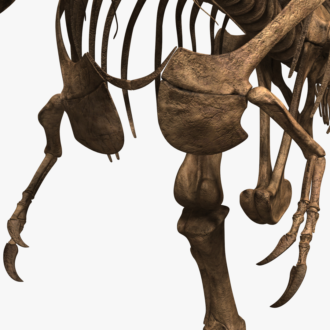 3d tyrannosaurus rex skeleton t-rex model