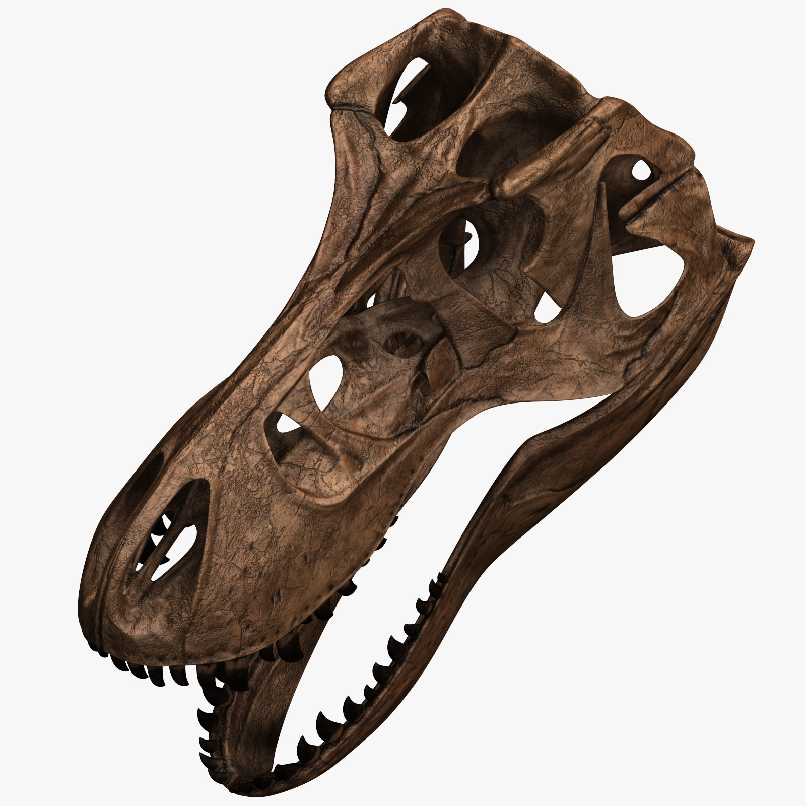 3d tyrannosaurus rex skeleton t-rex model