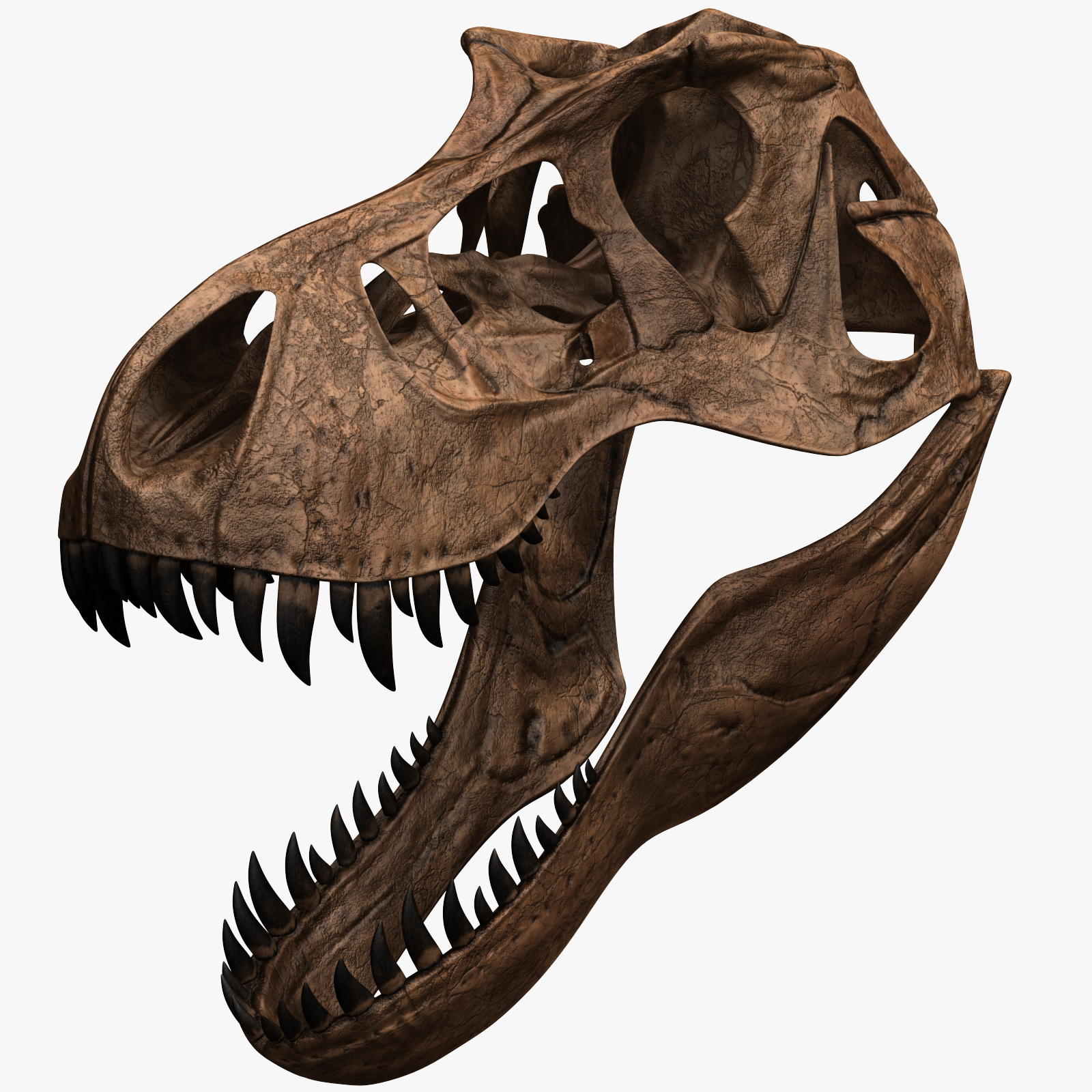 3d tyrannosaurus rex skeleton t-rex model