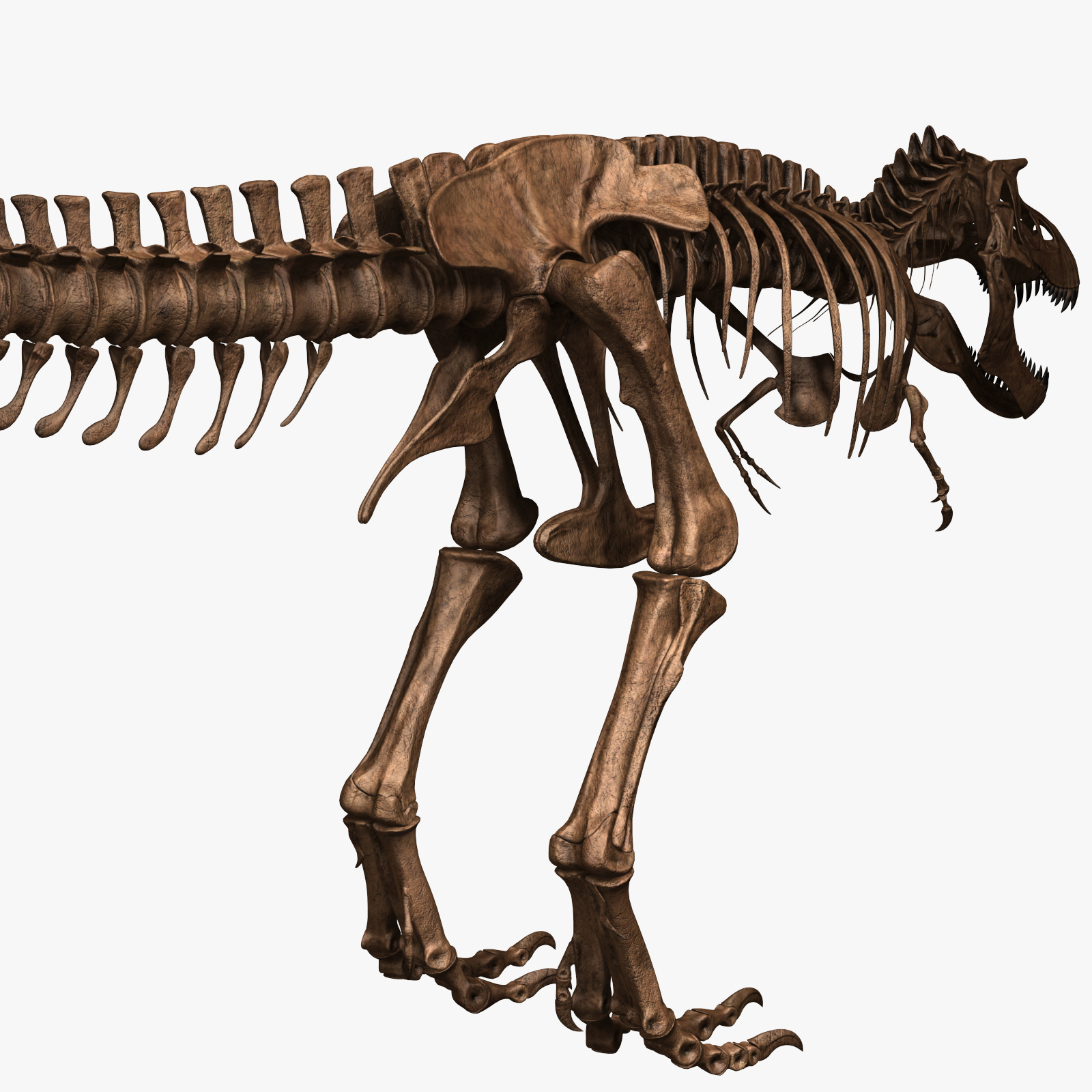 3d tyrannosaurus rex skeleton t-rex model